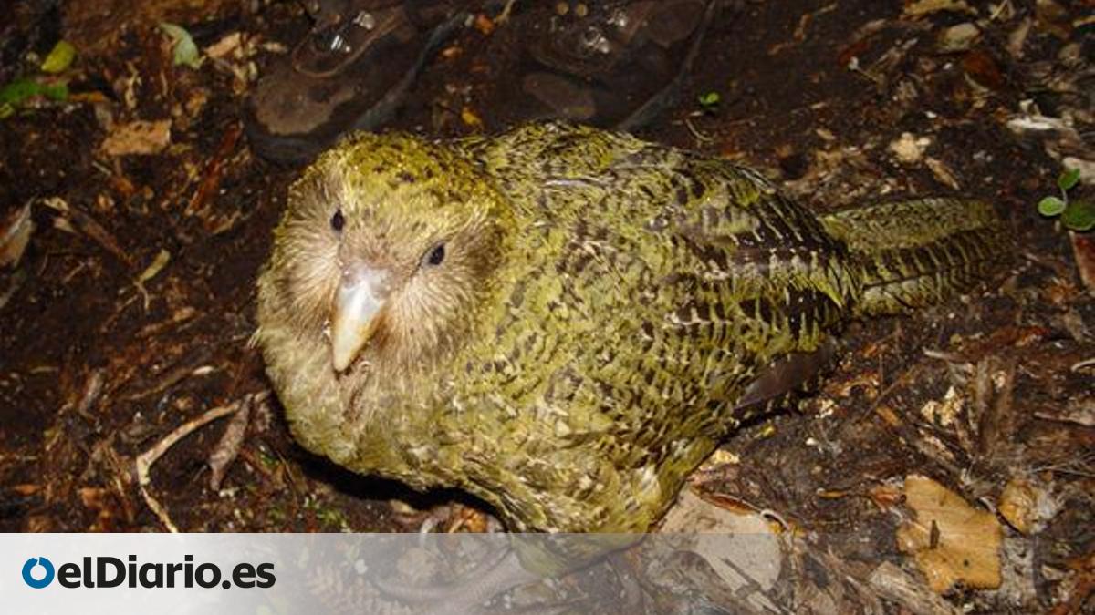 La revolucionaria inseminación que ha conseguido que el loro más raro ...