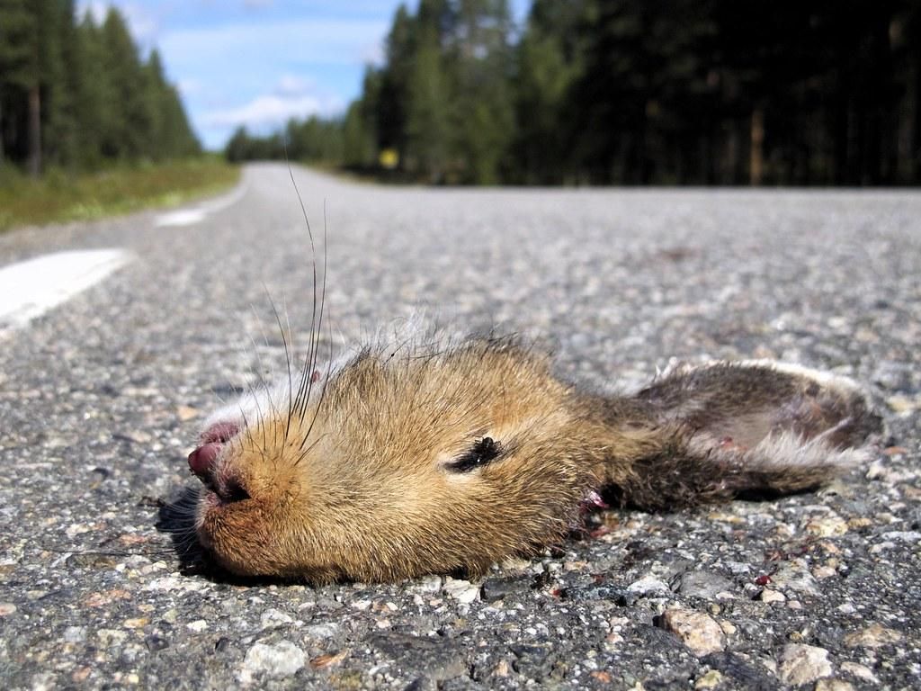 Animales atropellados: las otras víctimas de la carretera