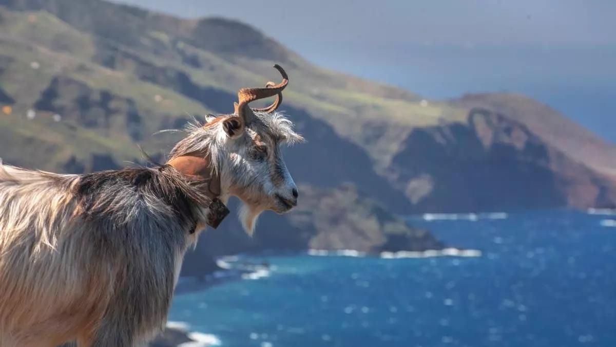 La Asociación de Criadores de Cabras de raza Palmera presenta el nuevo ...