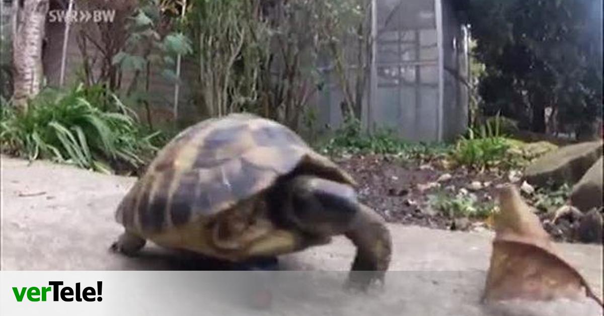 Una tortuga vuelve a moverse gracias a un implante de ruedas