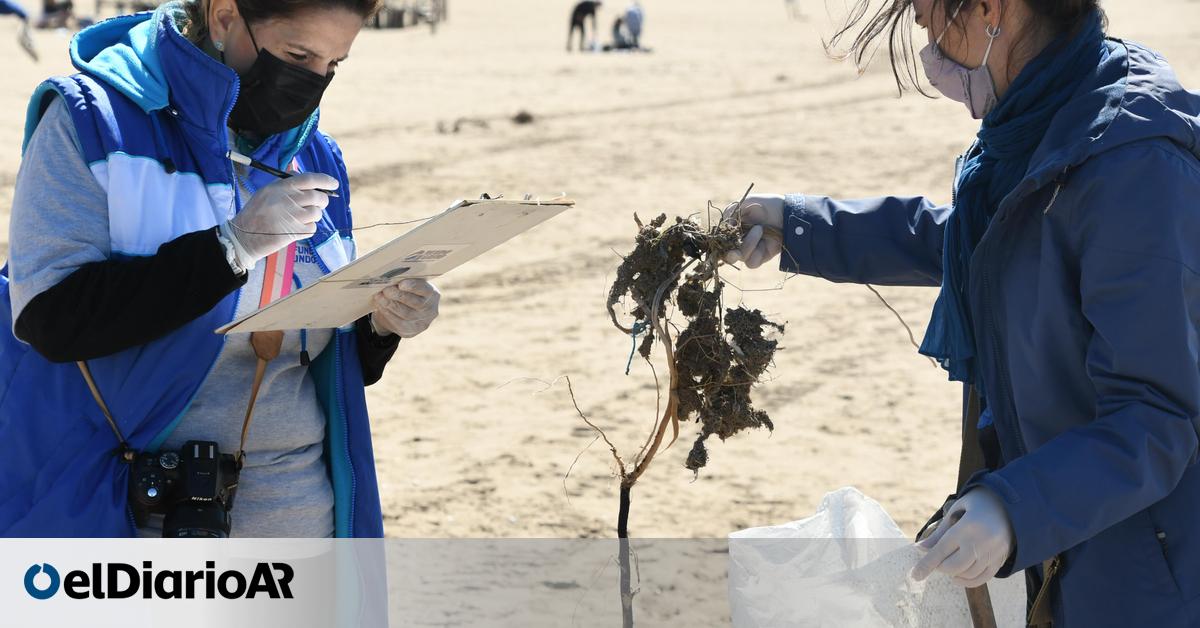 Contaminación en las playas bonaerenses: el plástico representa más del 84% de los residuos ...