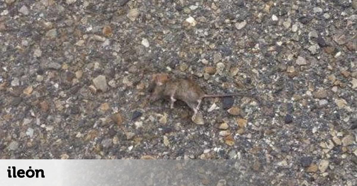 Aparecen ratas muertas en el parque de Trobajo del Camino