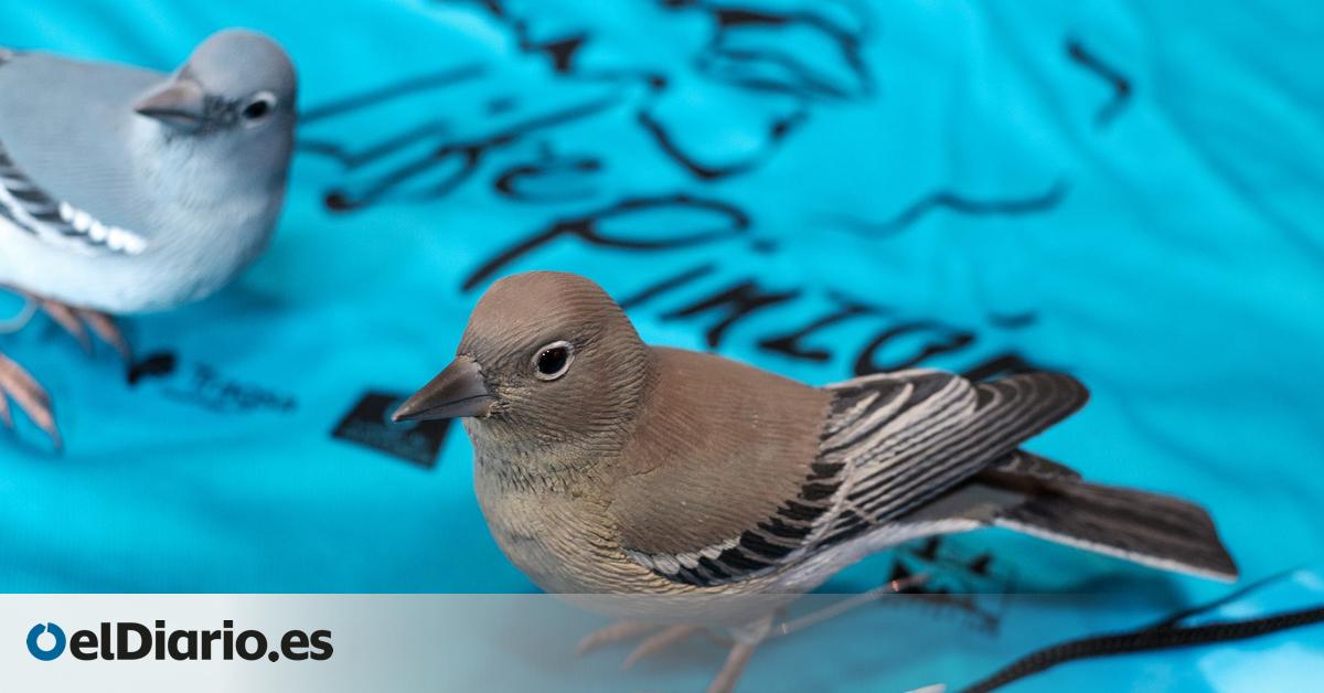 El Pinzón Azul se recupera en la cumbre de Gran Canaria y supera los ...