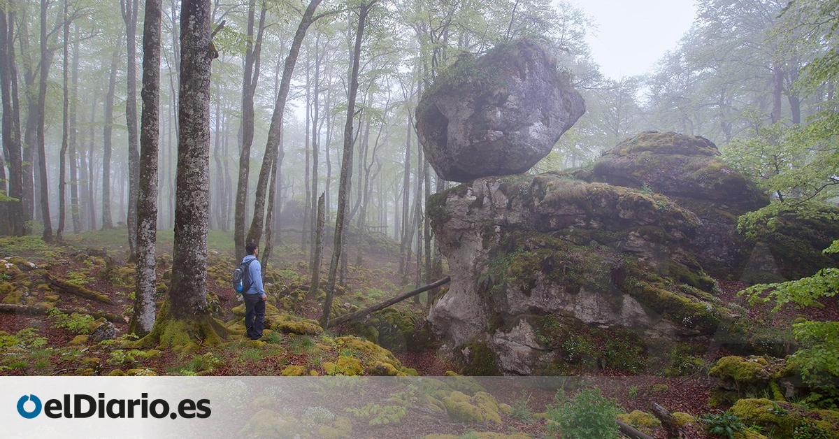 Ruta del Bosque encantado de Artea: una escapada por los frondosos bosques de Navarra