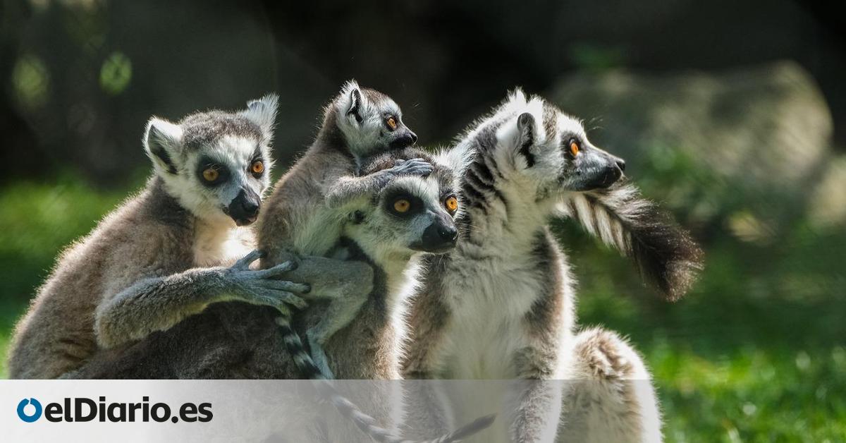 Razones por las que visitar la isla de Madagascar