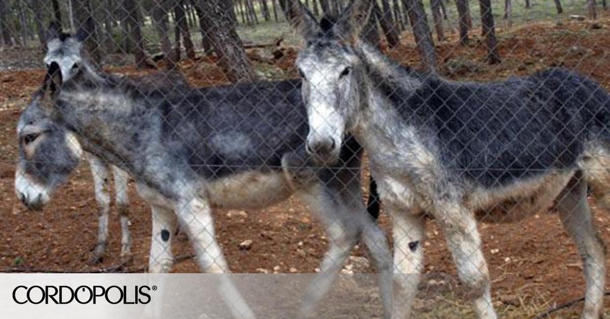 ¿Quieres conocer el vínculo entre las personas y los pollinos?