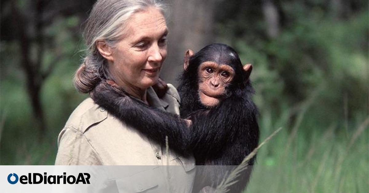 Quién es Jane Goodall: la mujer que dedicó su vida a los chimpancés ...