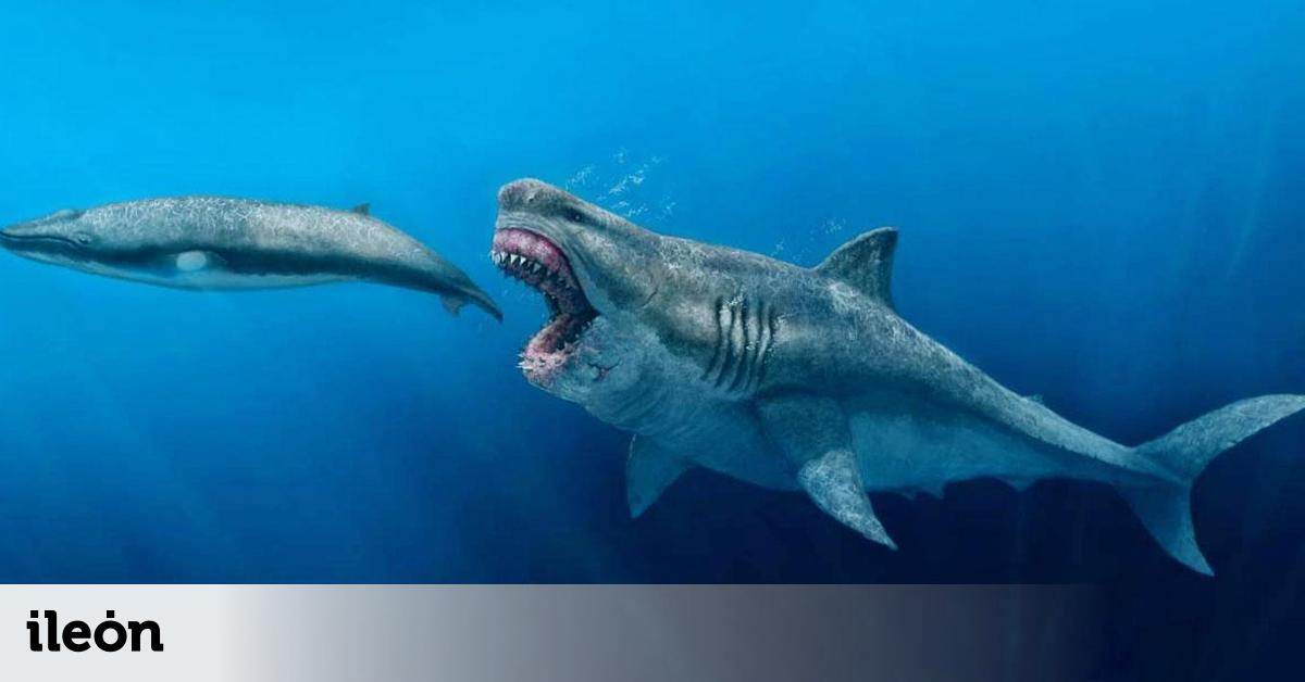 El megalodón podía devorar presas del tamaño de una orca entera