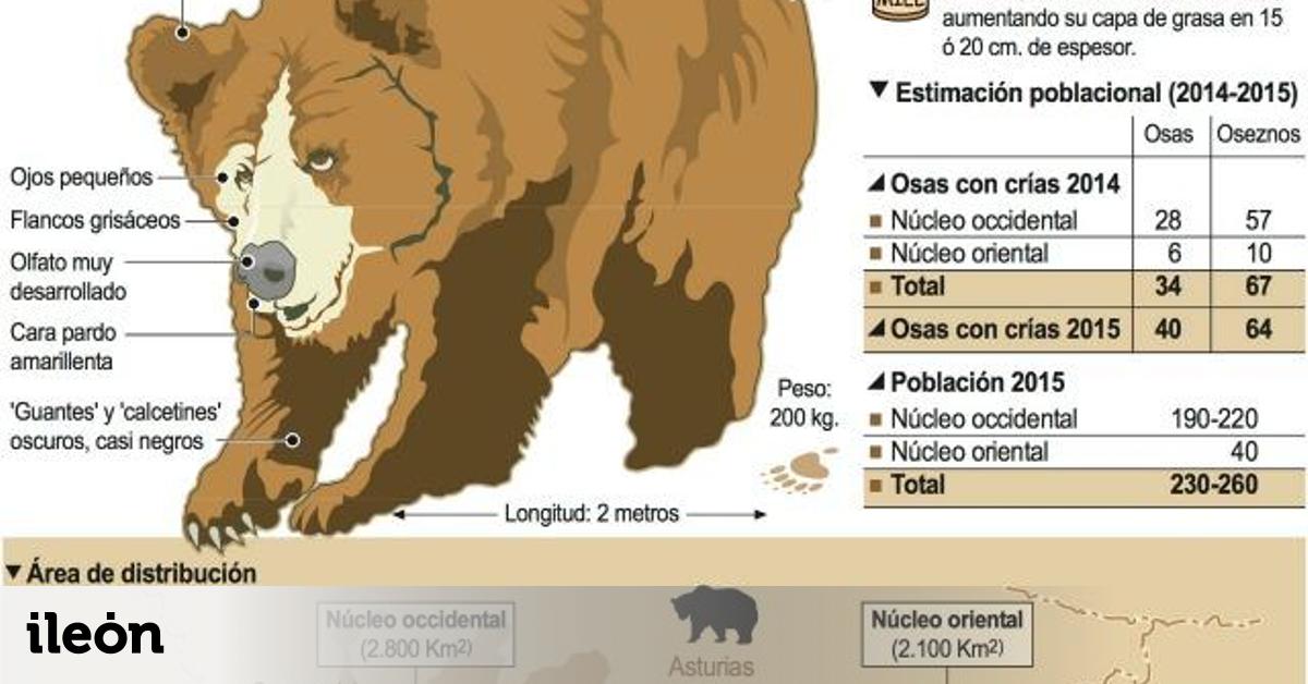 El nuevo Plan del Oso Pardo hará frente a "los nuevos retos" para ...