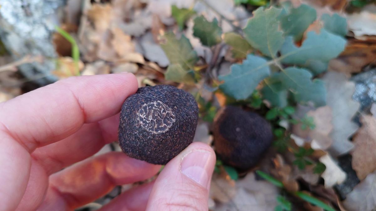 Teruel lleva hasta Nueva York la cultura y el conocimiento sobre la ...