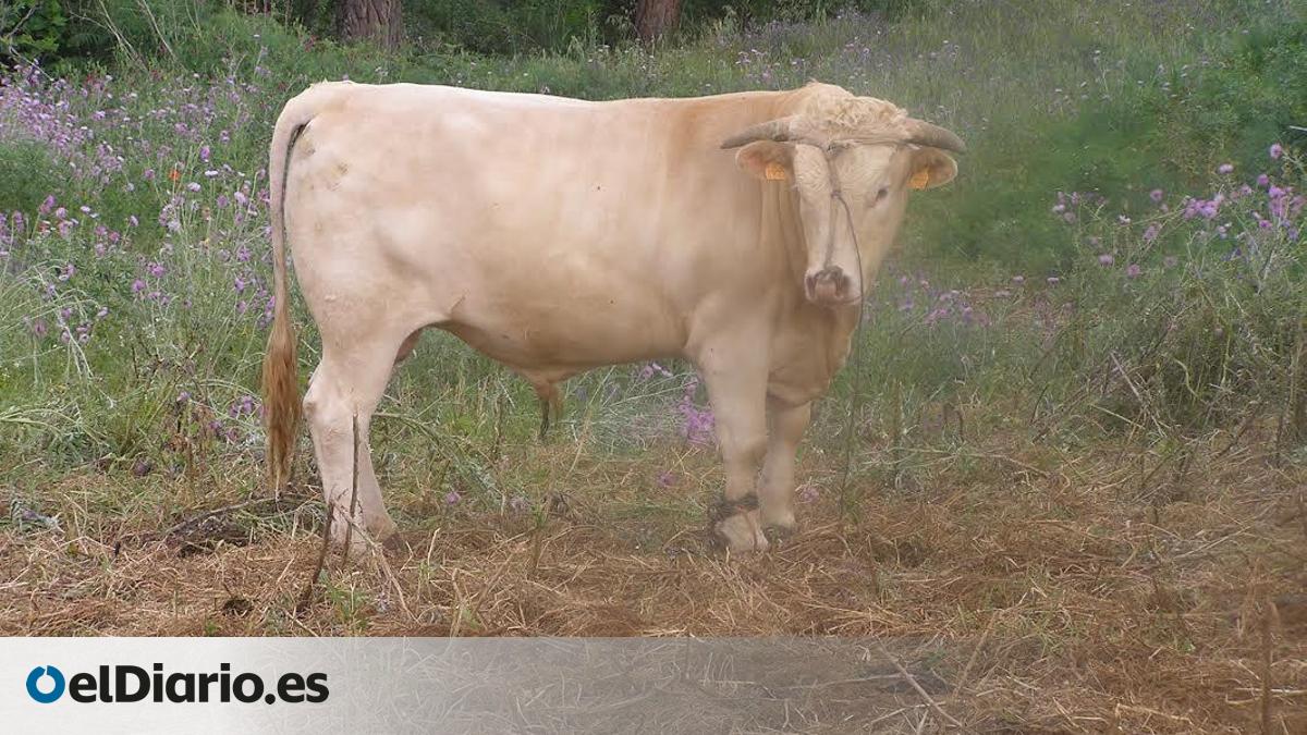 Un experto asegura que “la carne roja de la vaca palmera es una de las ...