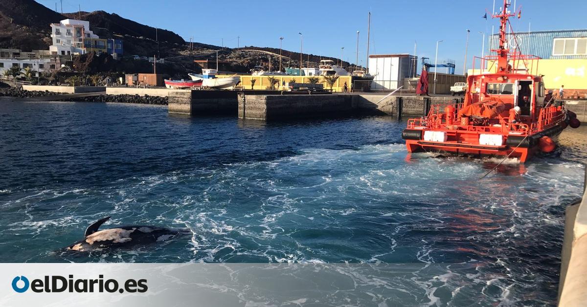 Un calderón tropical aparece flotando en el Mar de Las Calmas