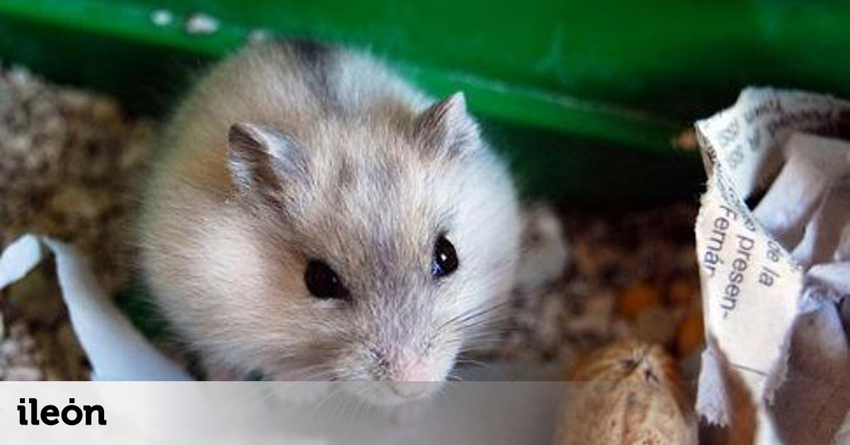 Desvelan los secretos de los bigotes del ratón