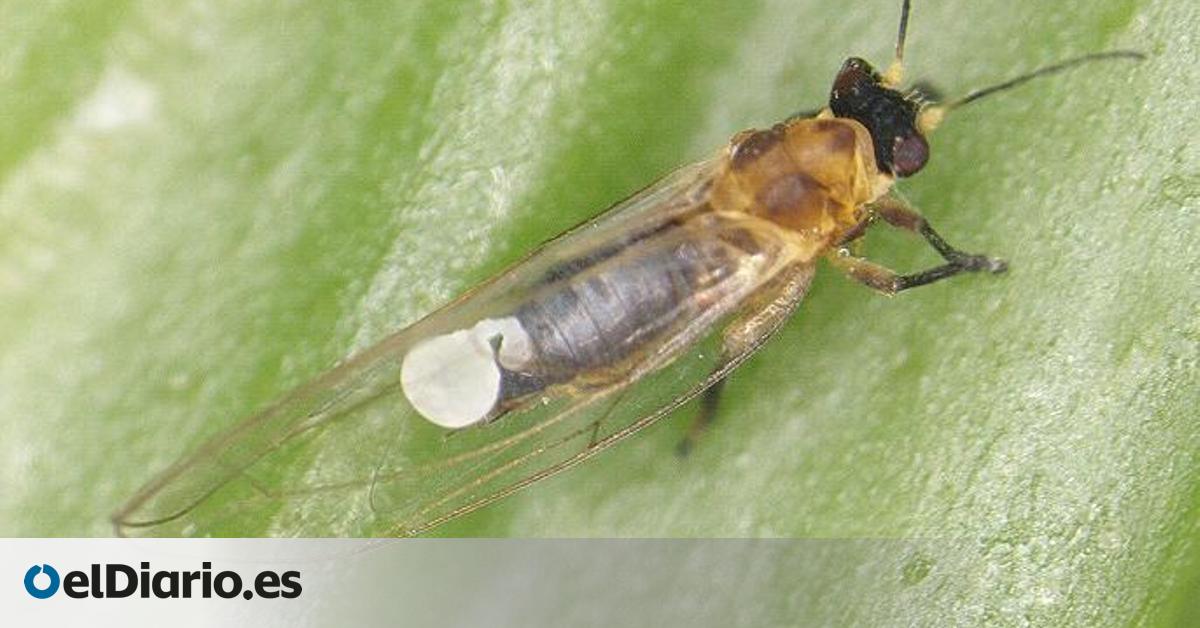 Canarias estudia métodos de control del insecto que transmite la ...