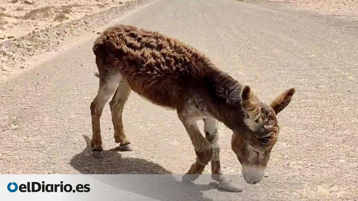 VÍDEO | "¿De verdad nadie puede ayudar a este pobre animal?": Twitter ...