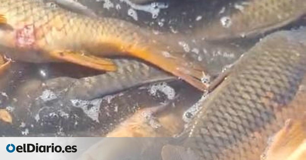 Centenares de peces atrapados en la operación de cierre del trasvase ...