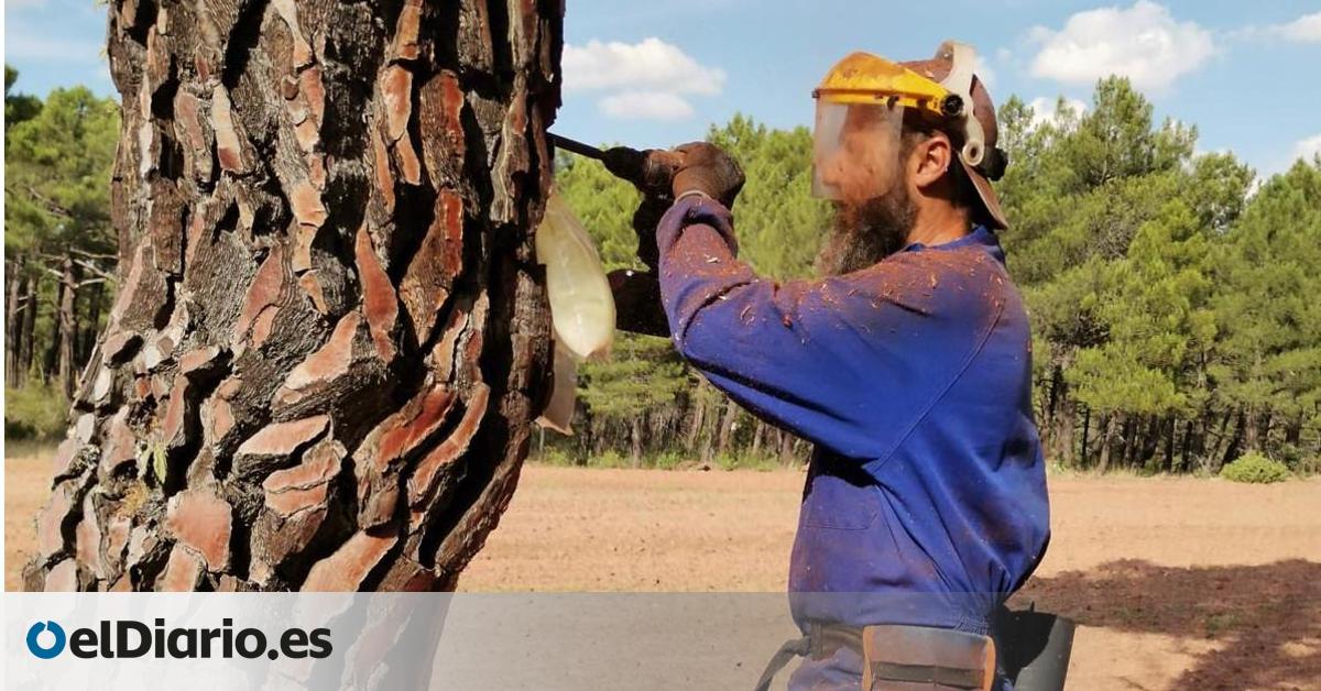 El oficio de resinero, de la desaparición total a la resurrección en las zonas forestales de ...