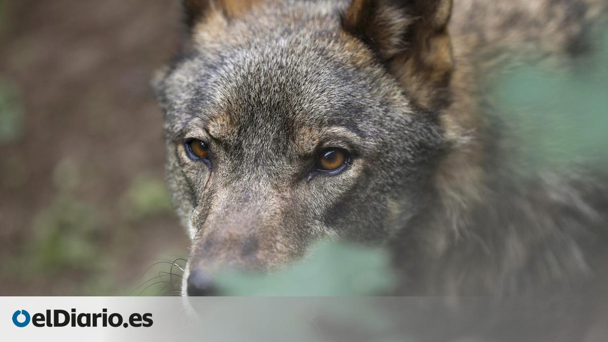 El nuevo censo nacional del lobo revela que Cantabria casi duplica sus ...