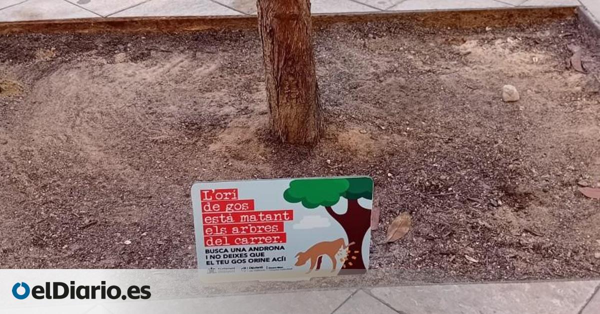 Ontinyent impulsa una campaña contra la orina de los perros: "está ...