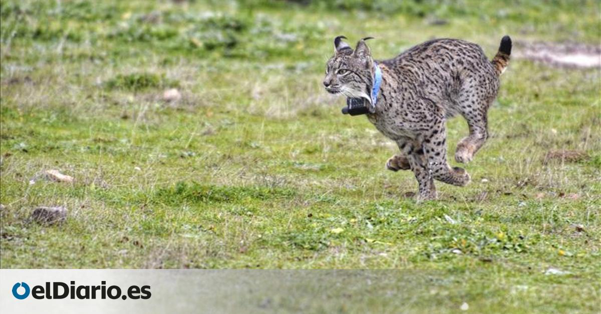 53 cachorros de lince salen adelante esta temporada reproductora