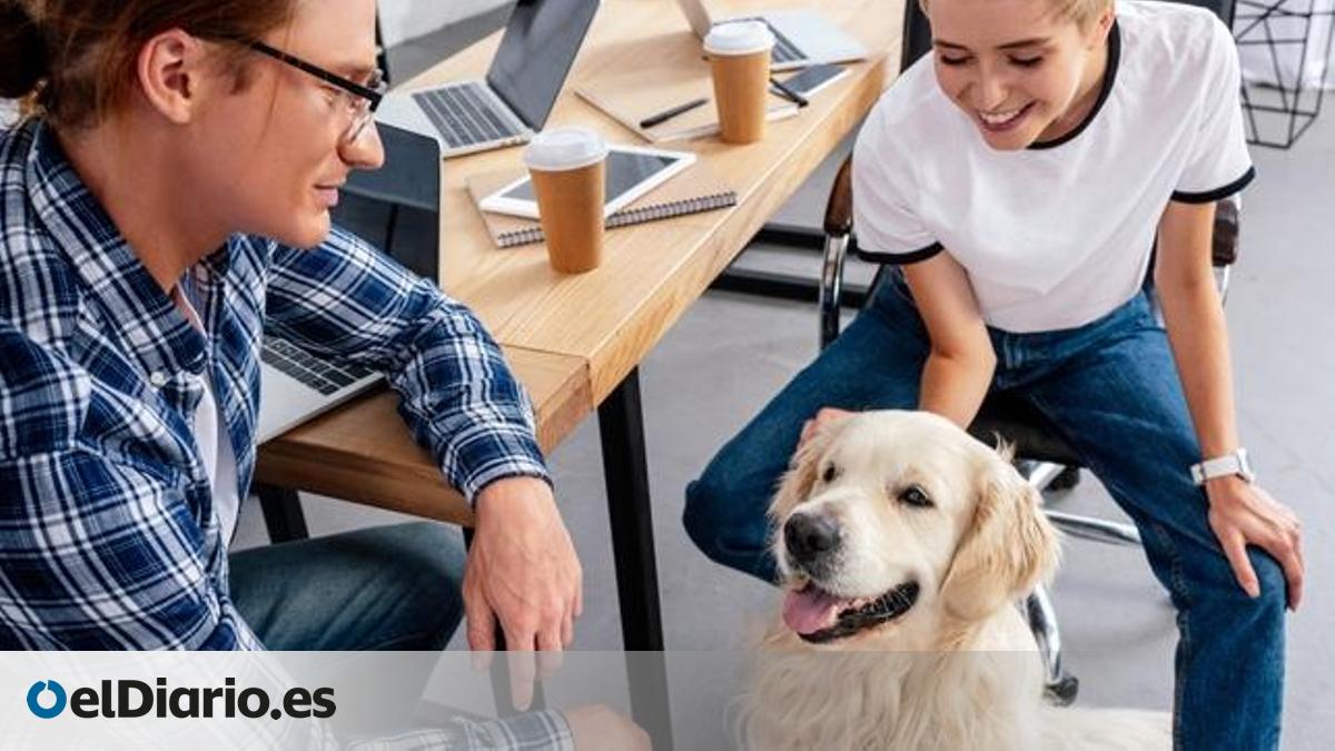 Perros en la oficina: varios estudios muestran beneficios para los ...
