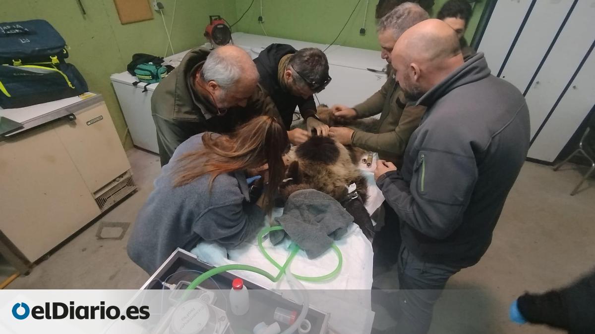 El oso muerto en Degaña tras quedar atrapado en un lazo será ...
