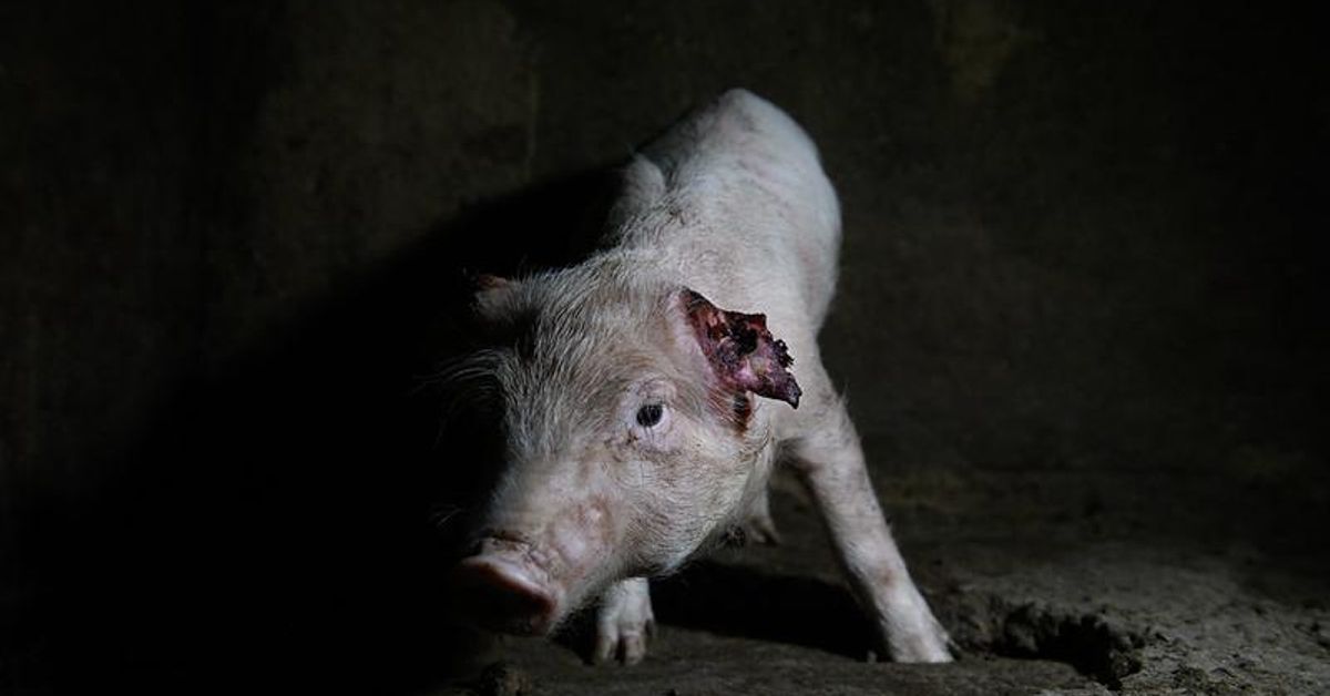 Cerdos moribundos y canibalismo en granjas con sellos de bienestar animal