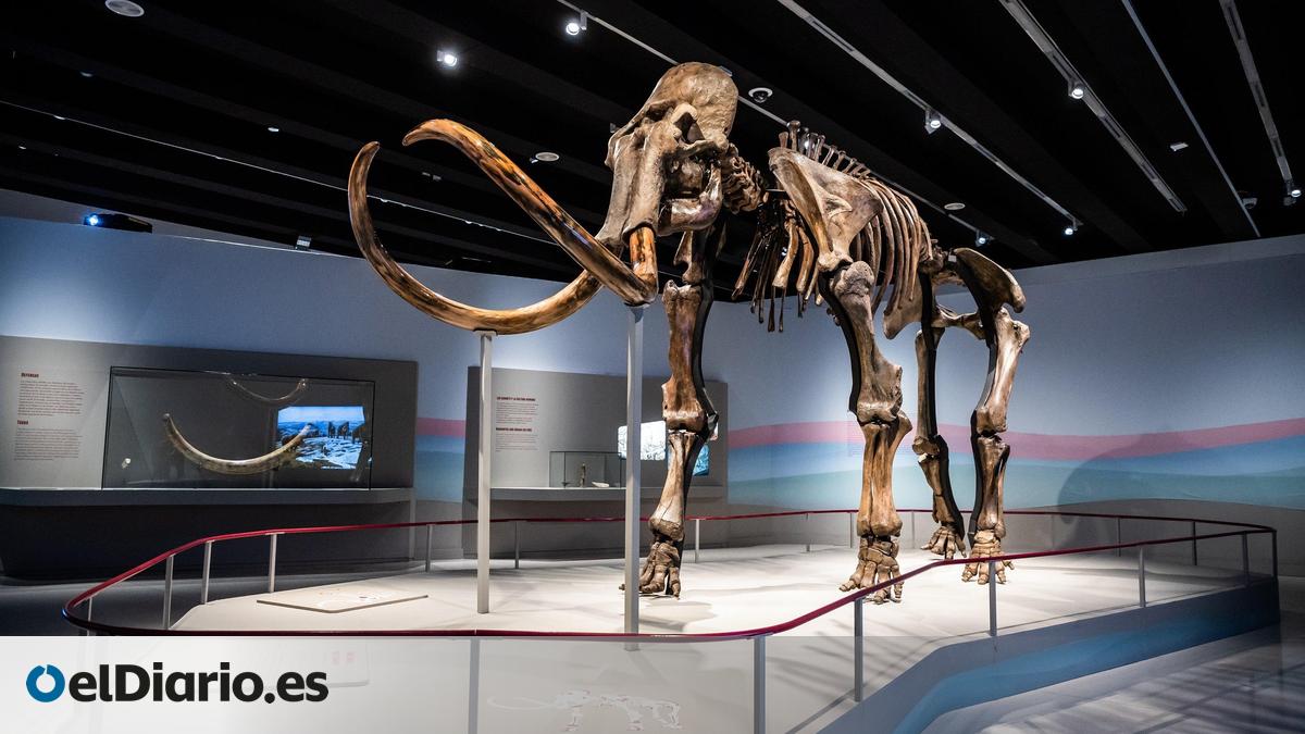 Mamut, el gigante de la Edad de Hielo que recuerda el peligro que ...