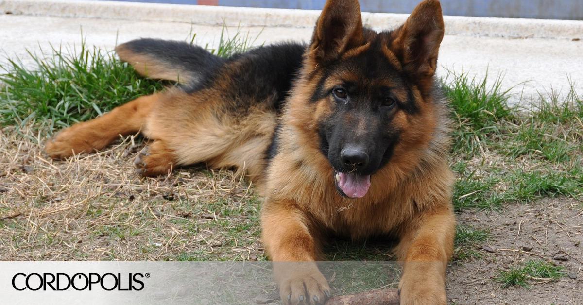 Sadeco busca a los dueños de tres perros con chip que llevan meses en ...