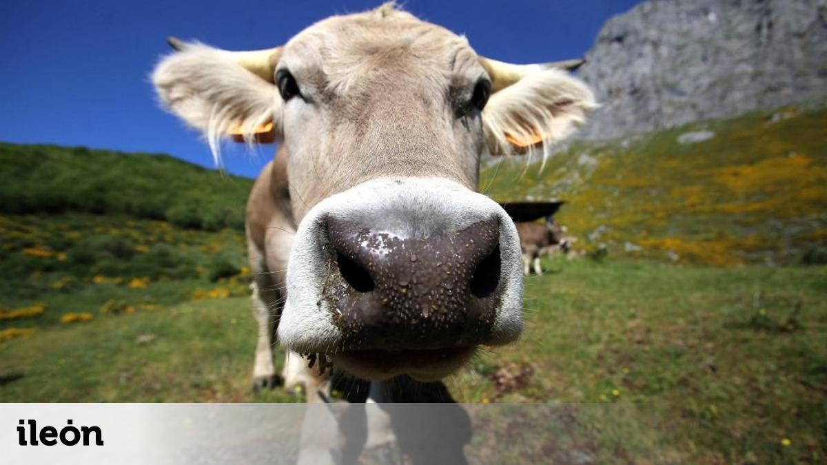 Y la exquisitez se convirtió en carne con sello leonés