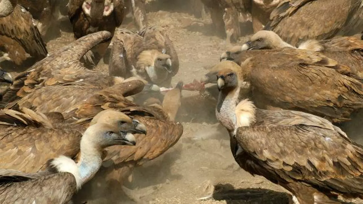 La dieta de los buitres muestra rasgos de una cultura alimentaria grupal