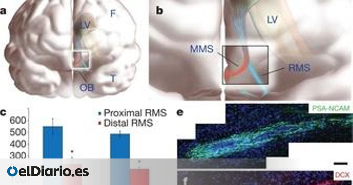 Descubierta una posible causa de trastornos neuronales en niños