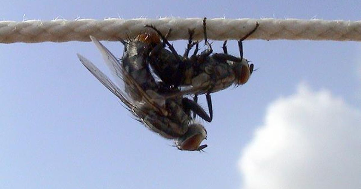 La mosca, el animal más persuasivo