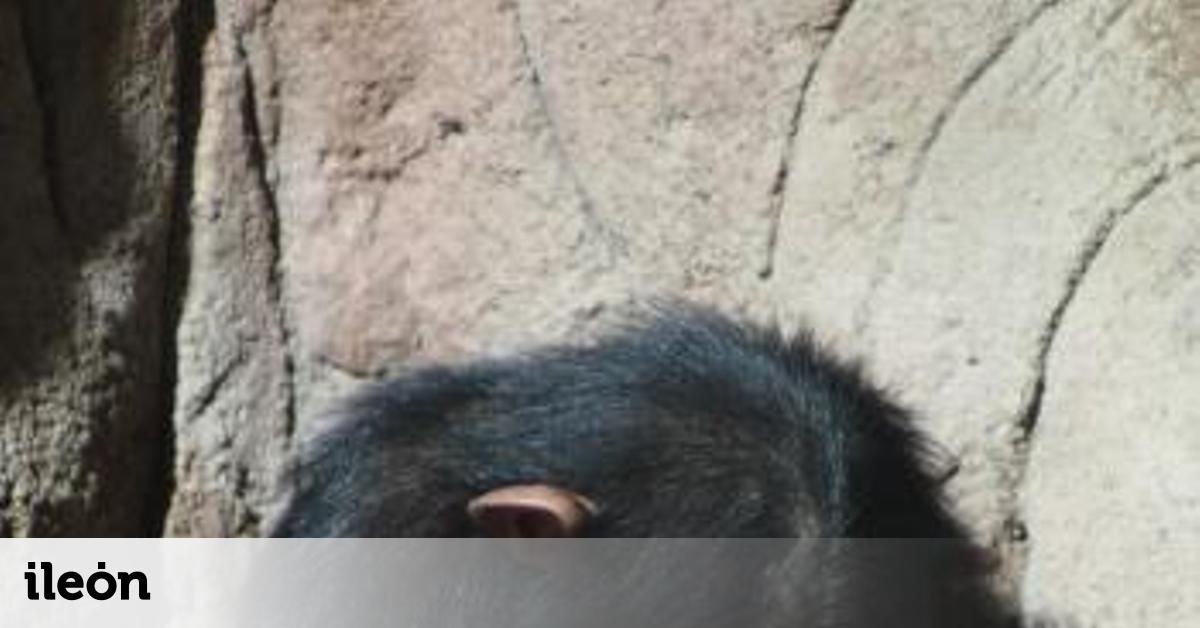 El pie humano tiene una flexibilidad parecida a la de los grandes simios