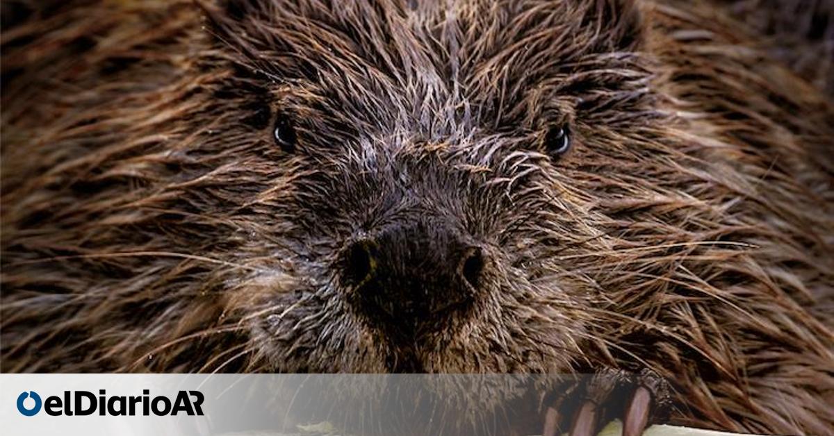 Un roedor convertido en héroe climático: EEUU planea usar castores para ...