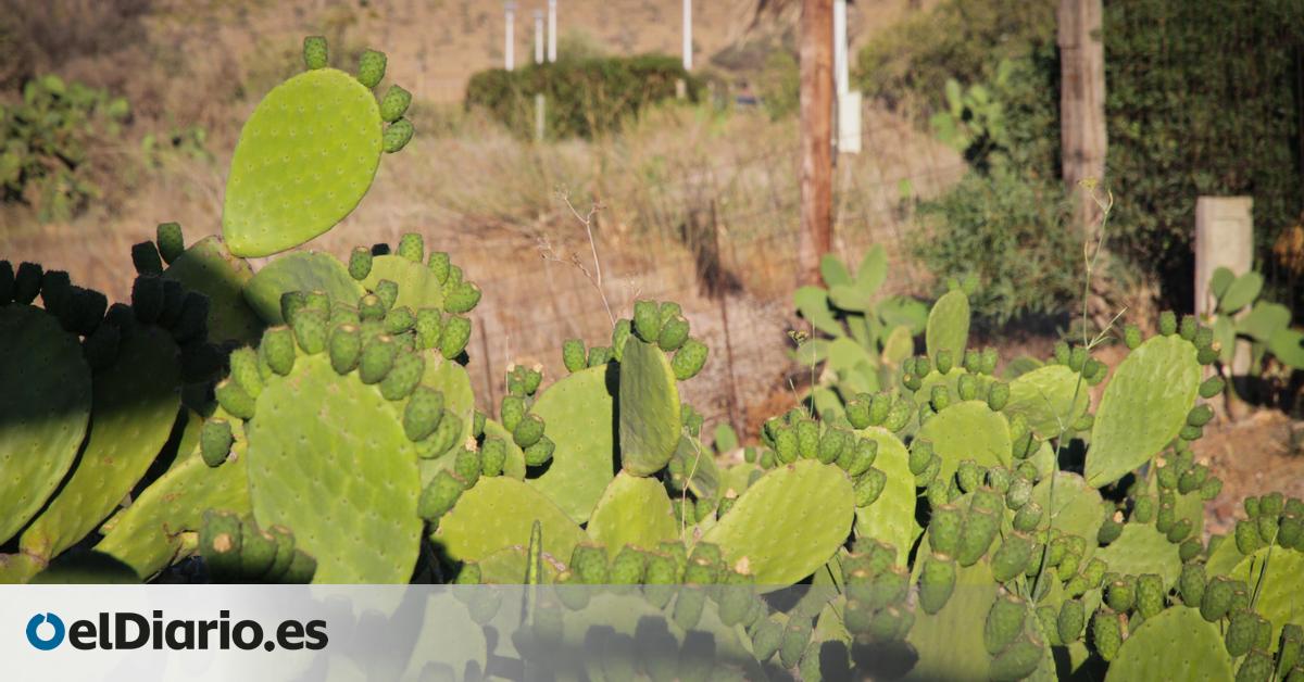 La particular lucha de las chumberas contra su pandemia