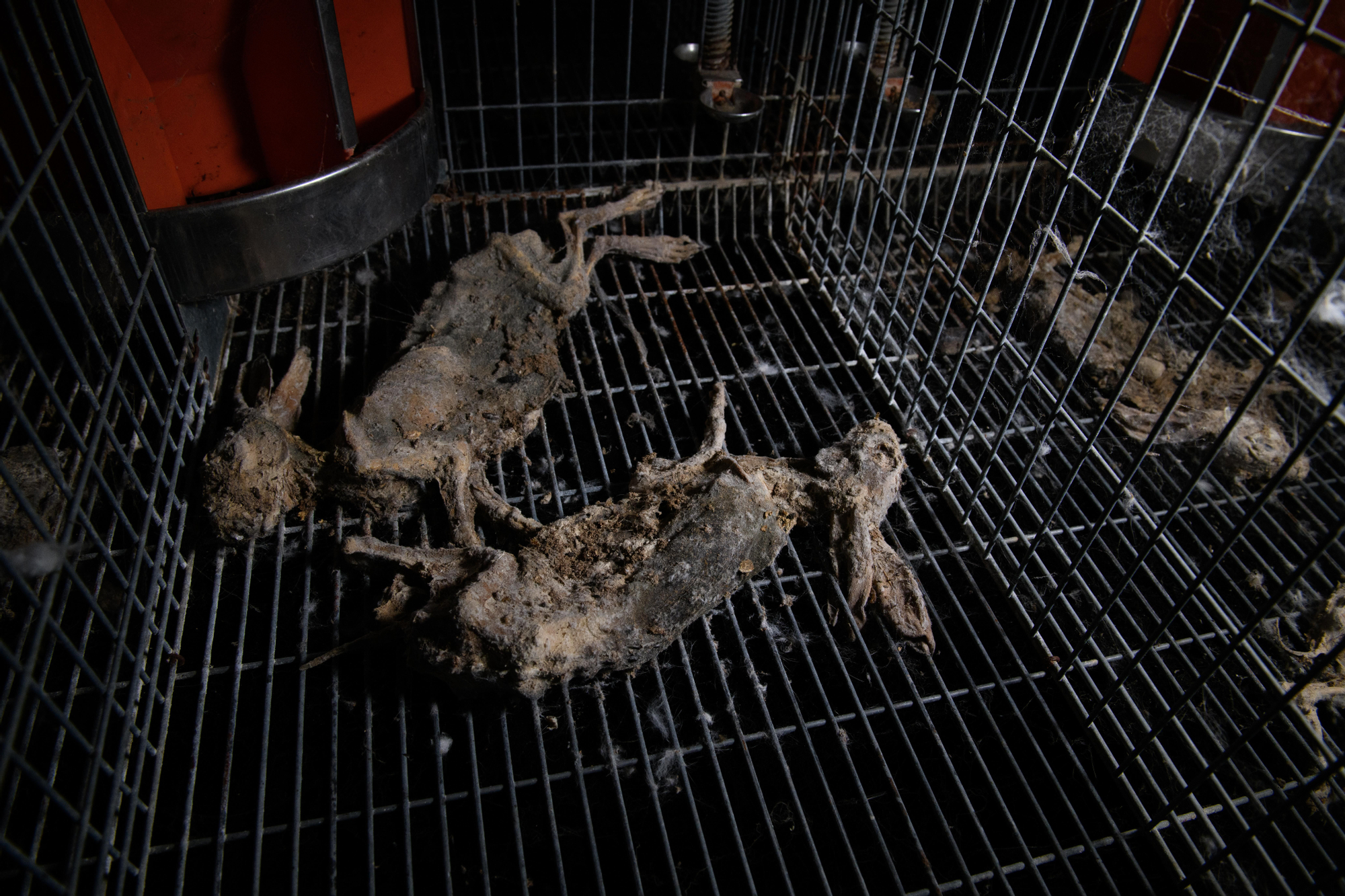 Los conejos criados por su carne sufren en España las peores ...