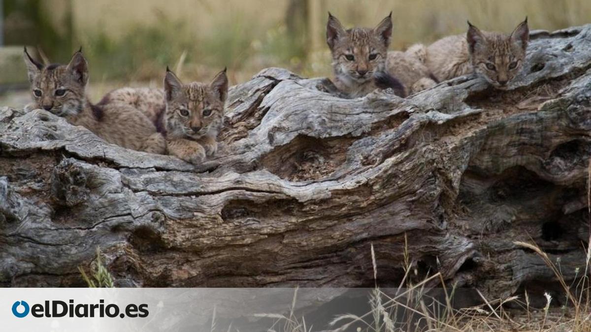 La población de linces ibéricos se consolida y crece hasta los 600 ...
