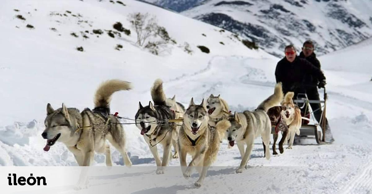 La familia del 'mushing' crece en León
