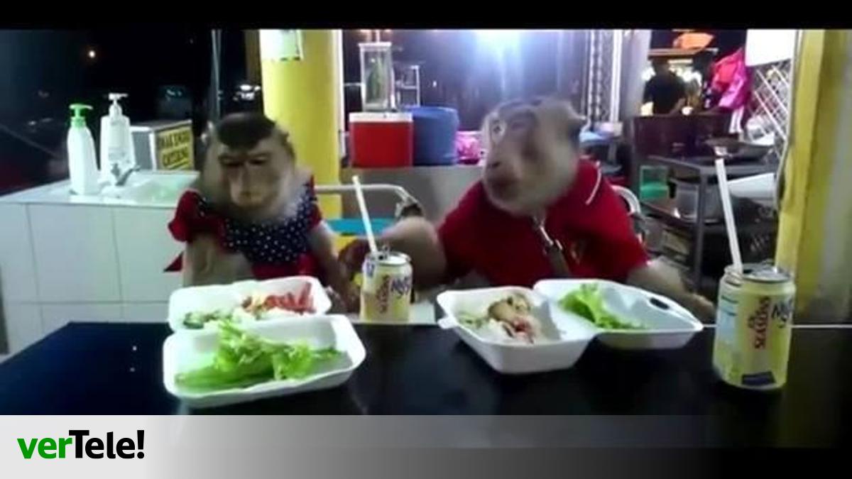 Los monos virales que comen más finos... que algunas personas