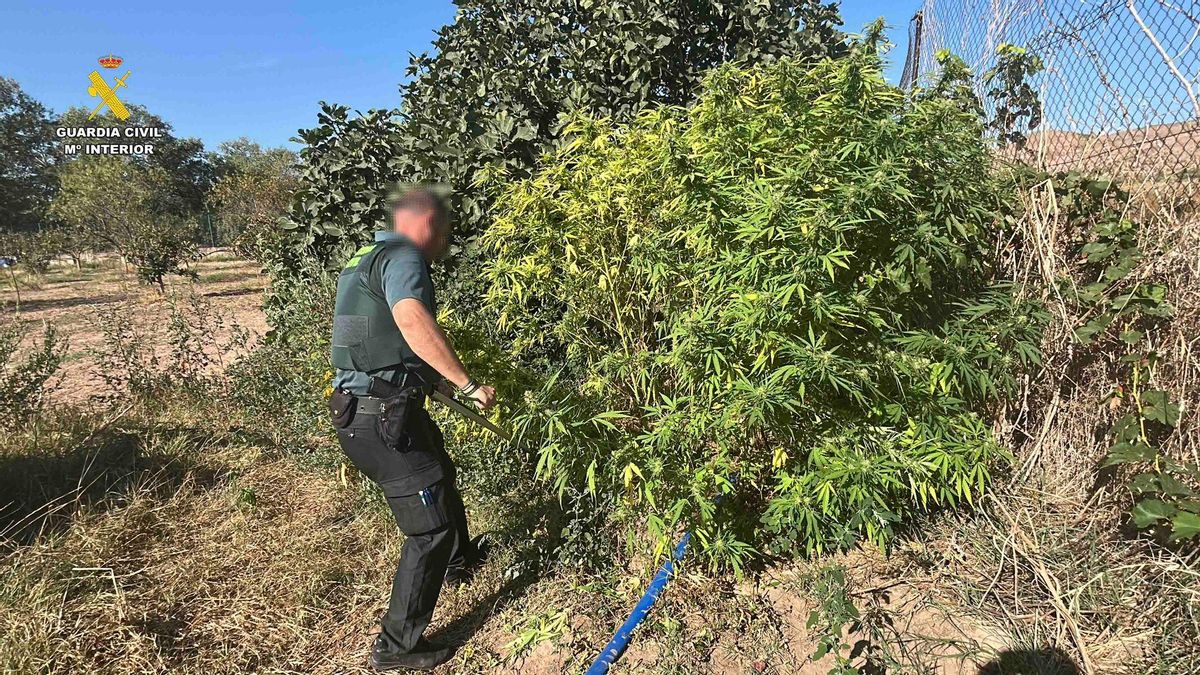 La Guardia Civil detiene a una familia con una casa de campo en Alcanadre dedicada al cultivo de ...