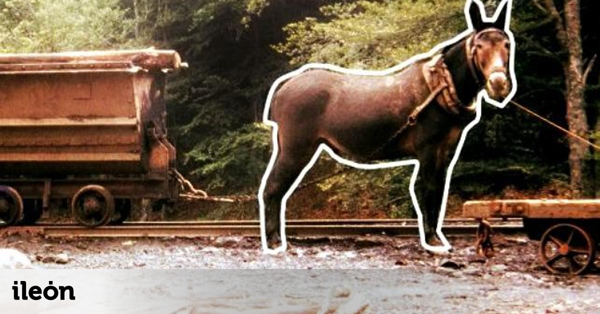 'Mulas en la mina', un repaso a los animales de tiro en la conferencia ...