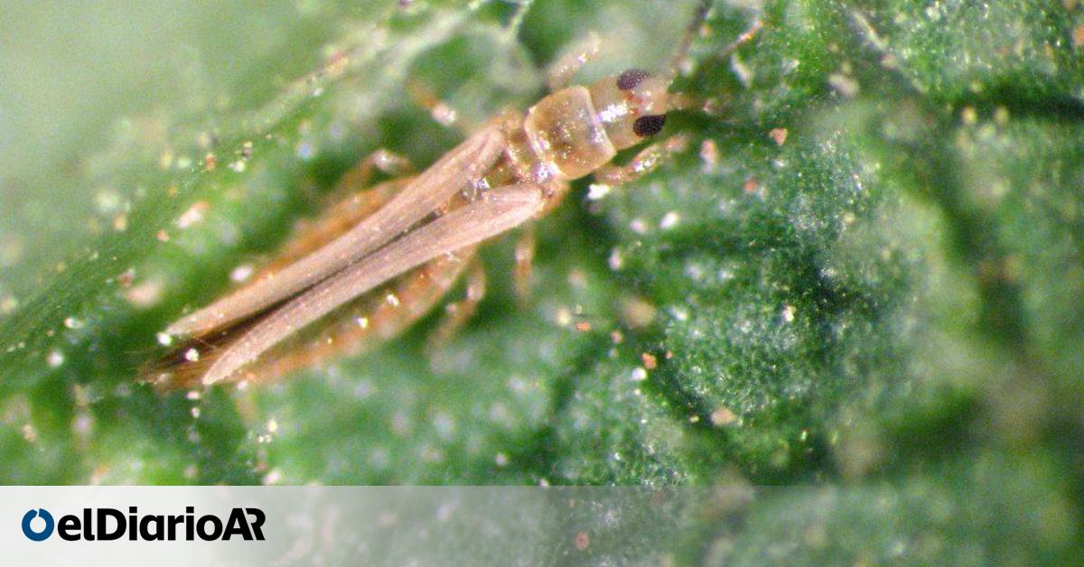 Plantas y jardín: Trips, ácaros, pulgones y mosca blanca: cómo eliminar ...