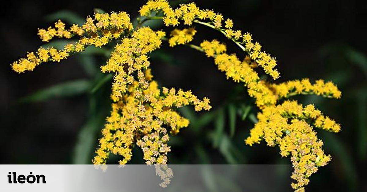 León celebra el Día Mundial del Medio Ambiente con el reparto de 2.000 ...