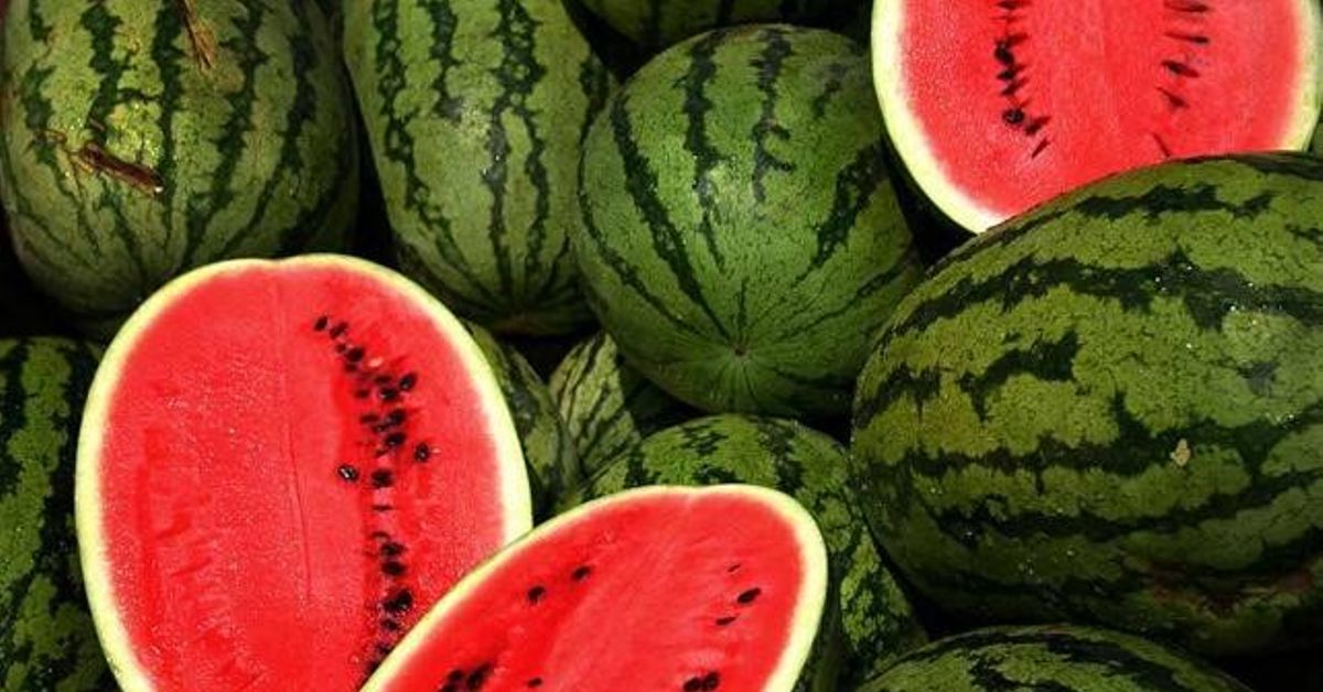 Vuelven a buscar la sandía más grande del verano