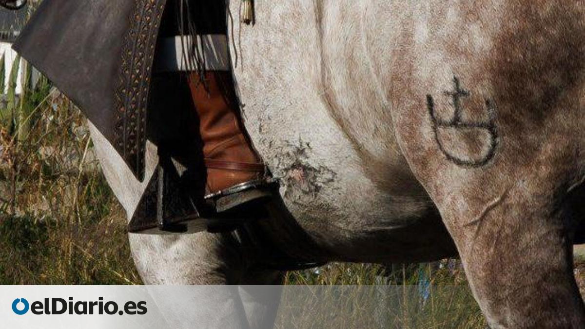 El "agotamiento" provoca la mayor parte de las muertes de caballos en ...