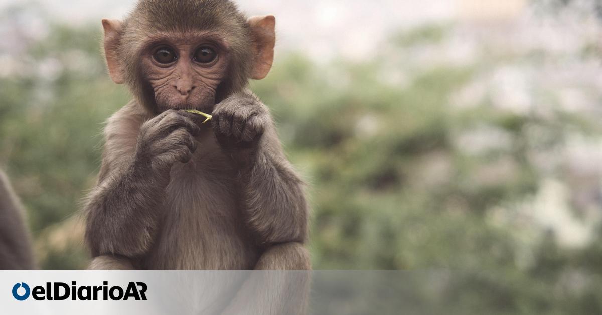 Efemérides: Día mundial del mono, ¿por qué se celebra el 14 de ...