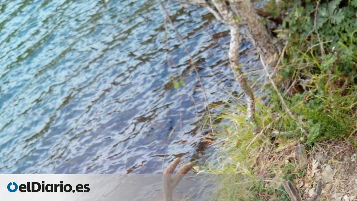 La sarna mata a varios ciervos en La Rioja