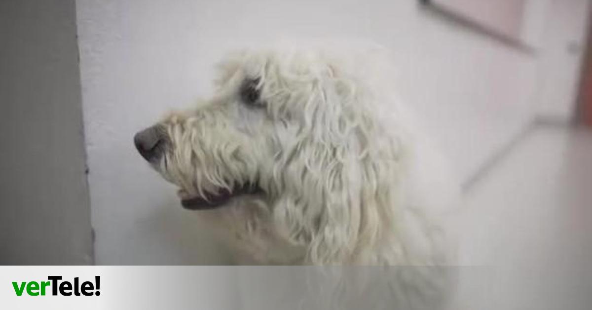 El homenaje de Robbie Williams a su perro recién fallecido