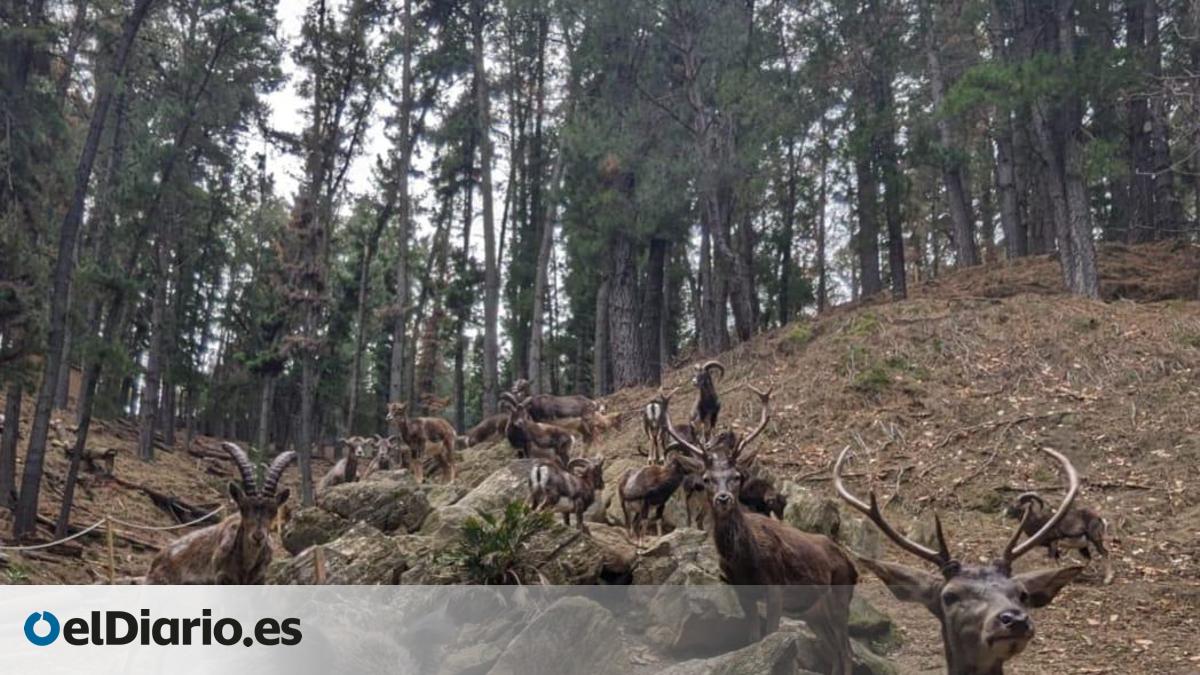 La Eco Reserva de Ojén, el refugio animal malagueño que encara el ...